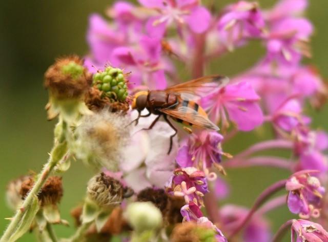 Johnson Matthey - Biodiversity | Case Study | Chemical Industries ...